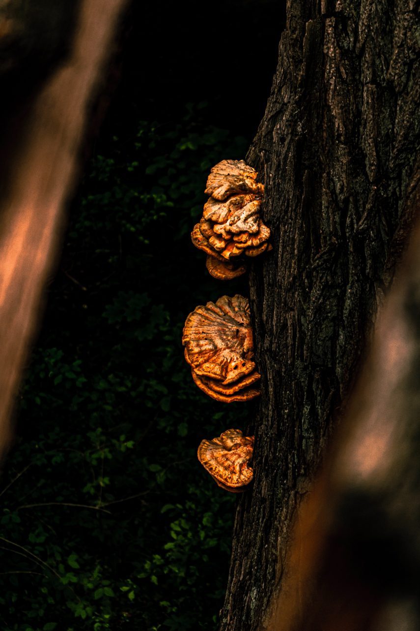 Het LPZ dashboard in 5 minuten | CPZ